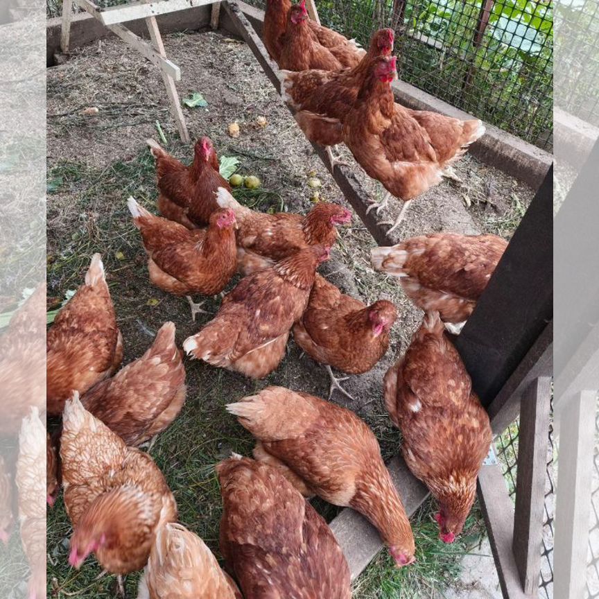 Куры несушки