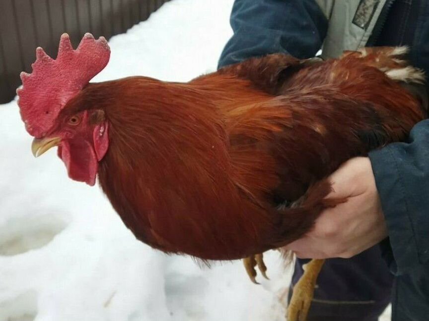 Петухи и кролик