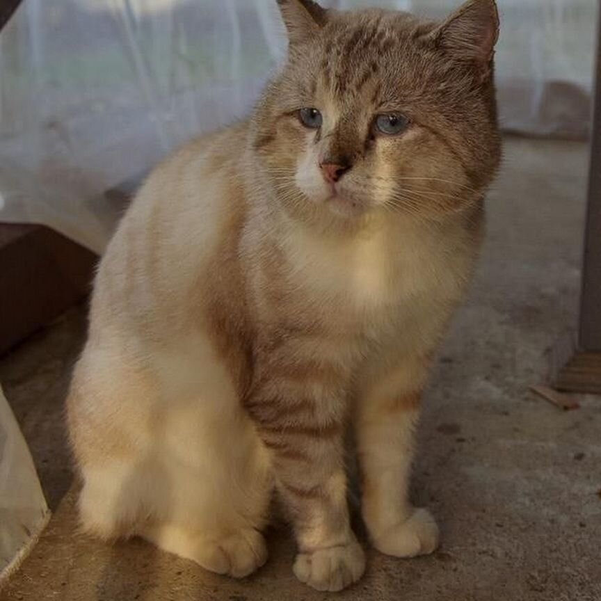 Взрослый кот в добрые руки