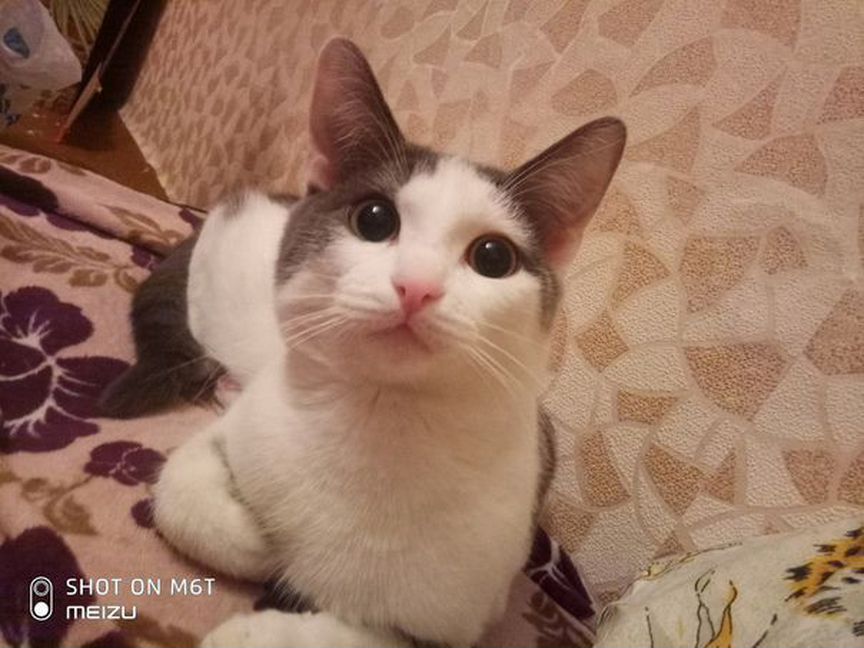 Кошка