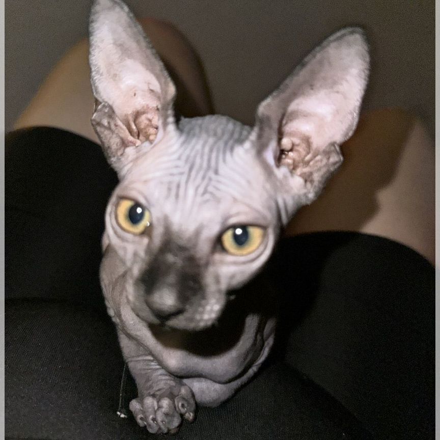 Канадский сфинкс