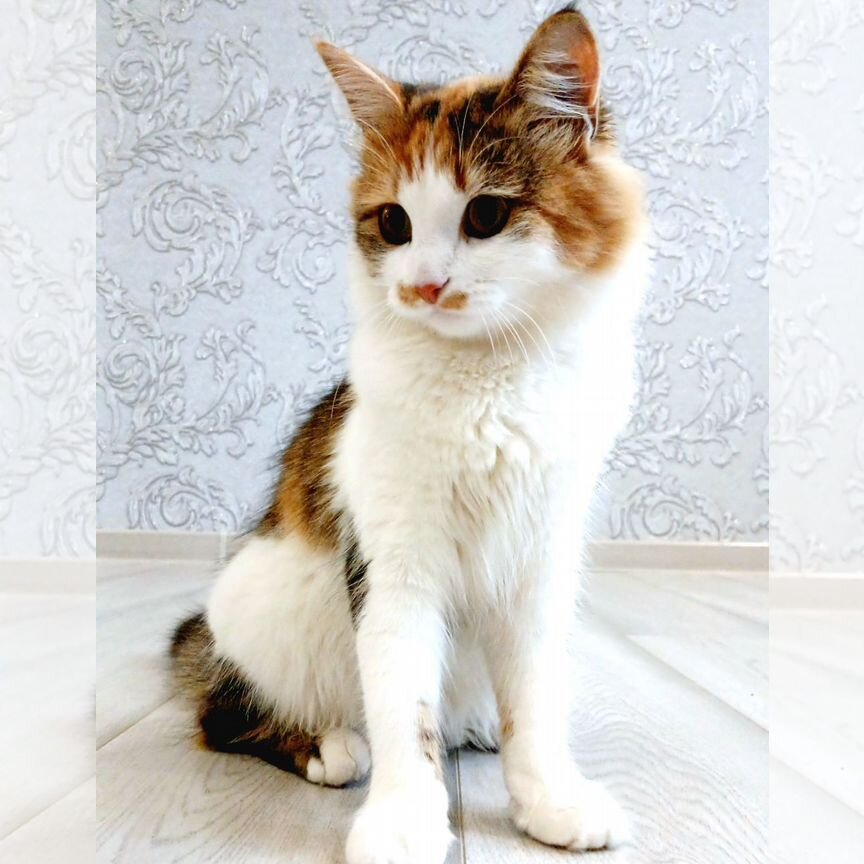 Отдаю кошку в добрые руки