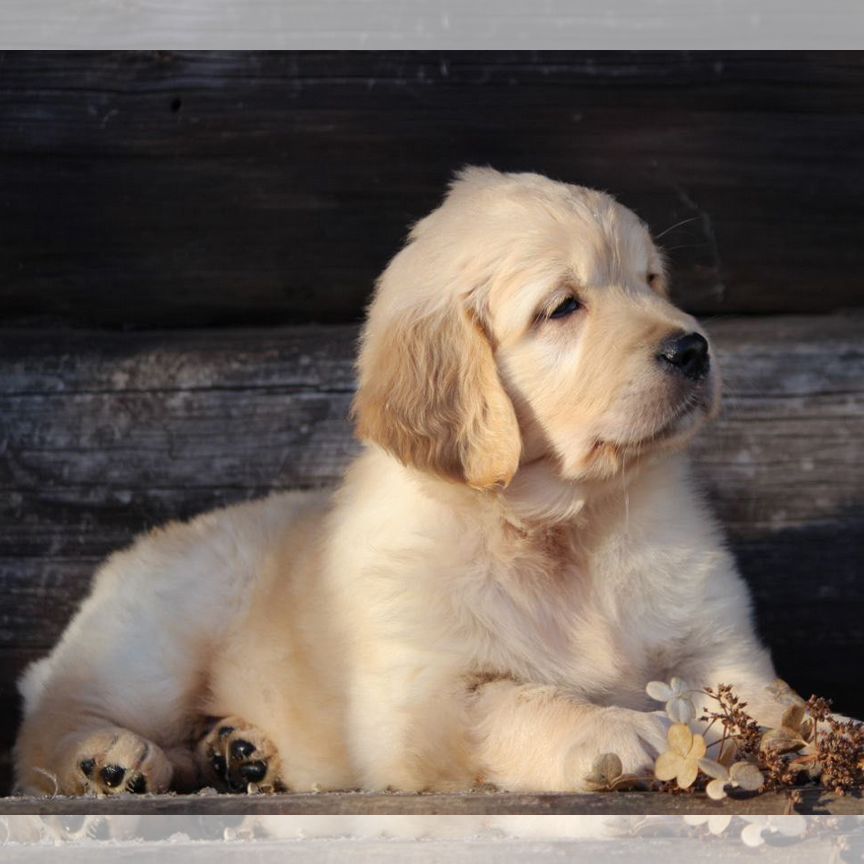 Золотистый ретривер, щенок