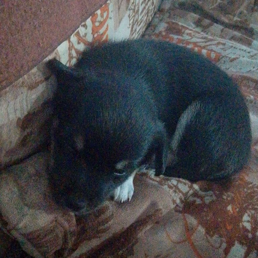 Домашние животные собаки маленькие щенки