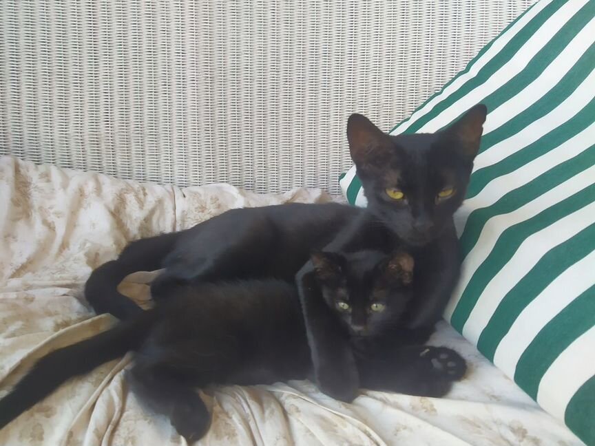 Котята. Две сестрички