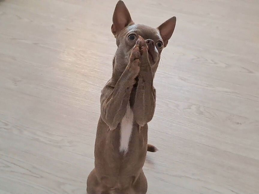 Умнейшее создание лиловый чихуахуа мальчик