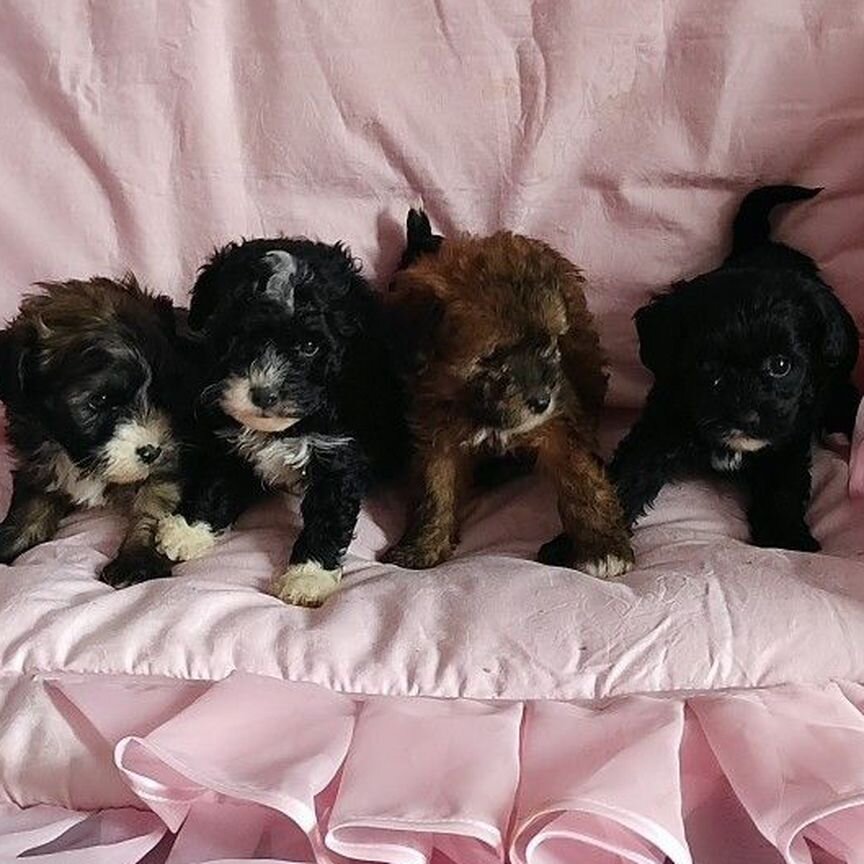 Мальтипу щенки редких окрасов