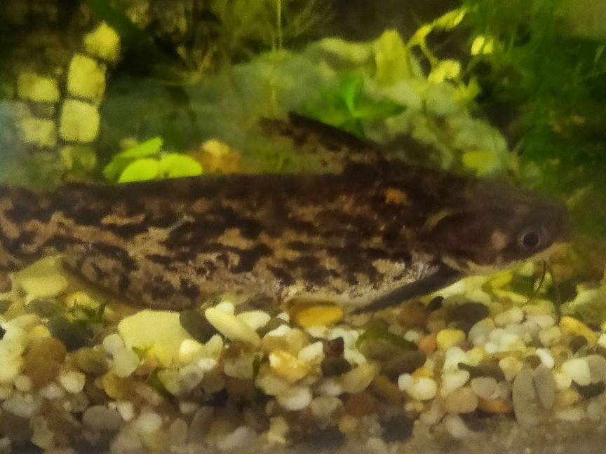 Сом Фишера (коряга)