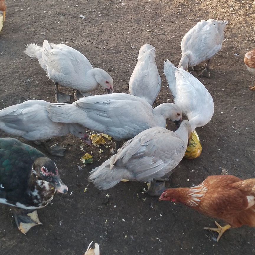 Индоутка мускусная утка