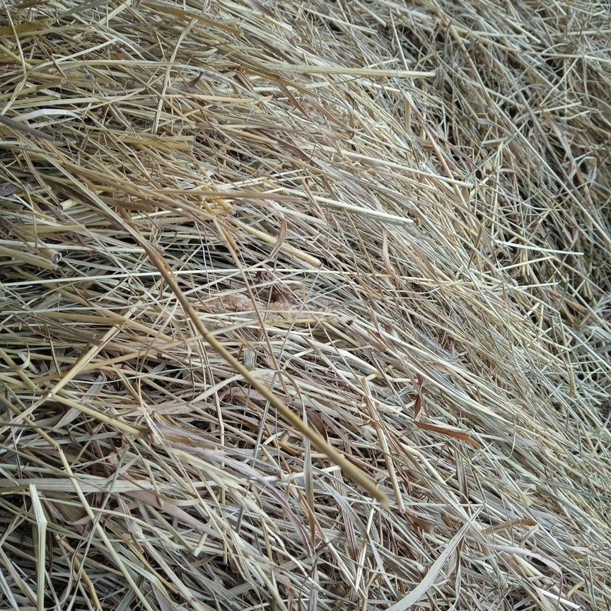 Продам сено