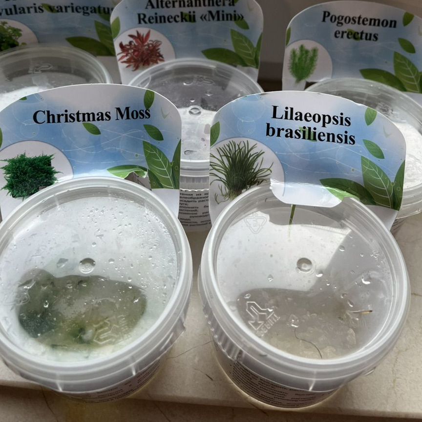 Набор растений для аквариума