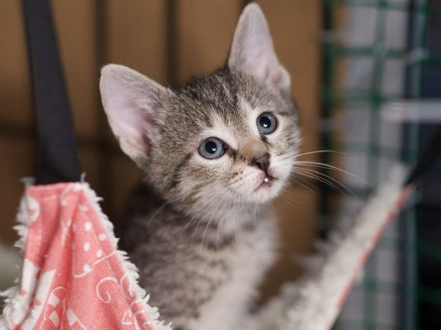 Малыши (котята, 2 месяца)