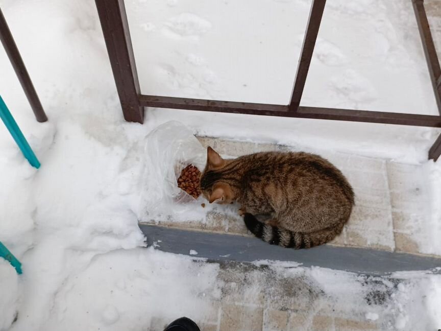 Котёнок ищет дом. Девочка. Ищет дом