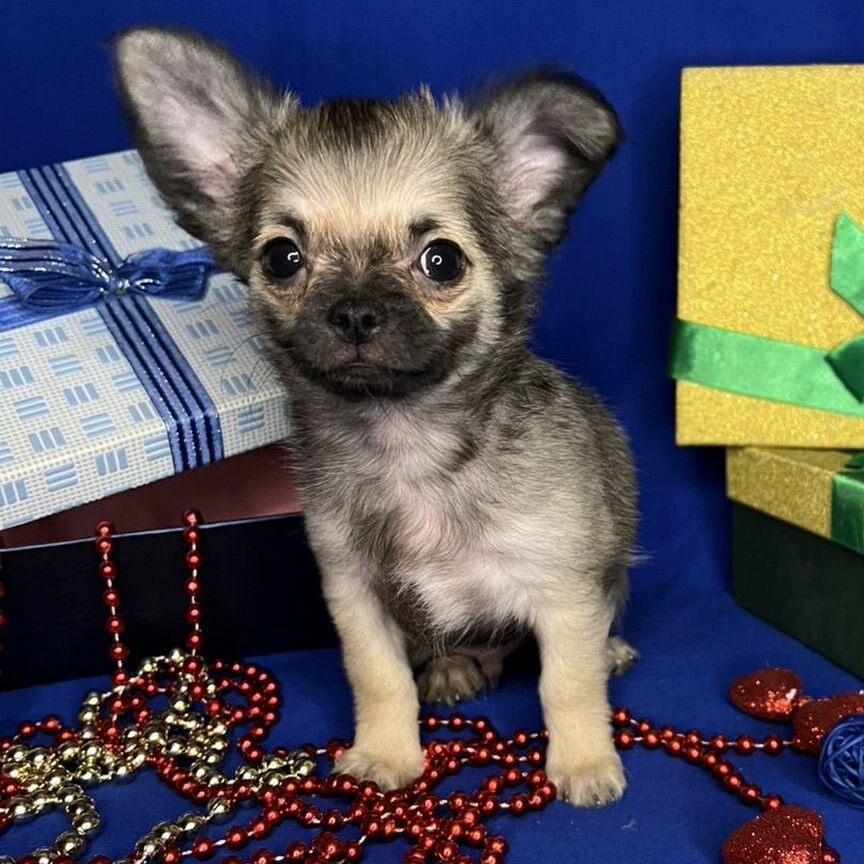 Чихуахуа щенки