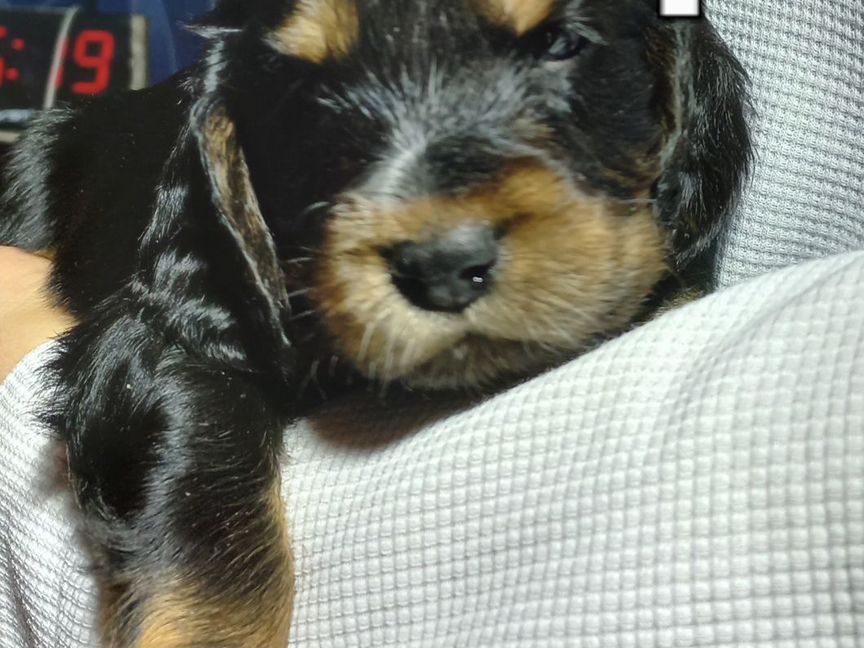 Щенки русского спаниеля