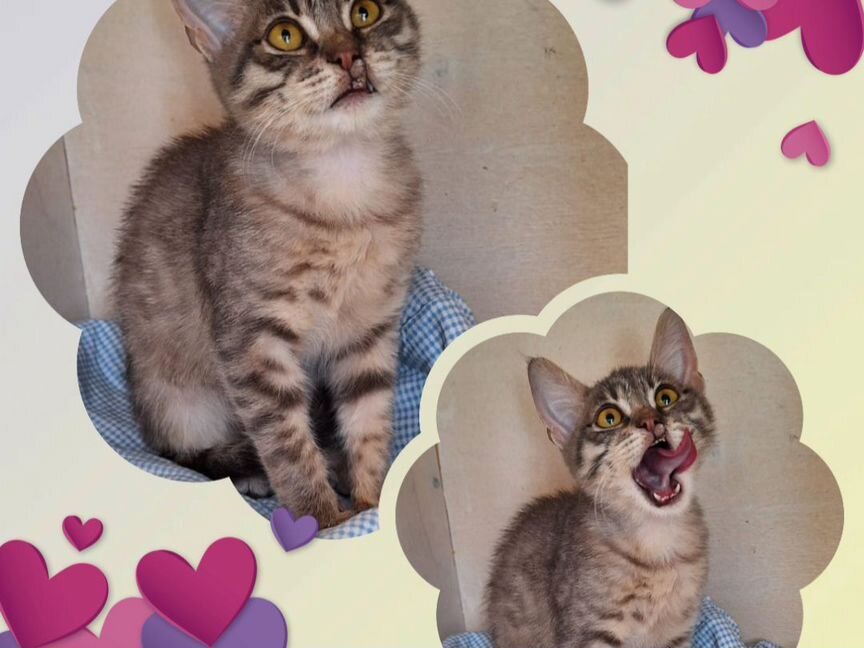 Котенок лапонька