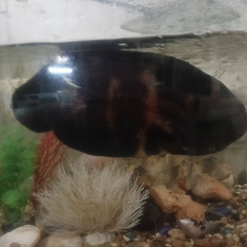 Астронотус