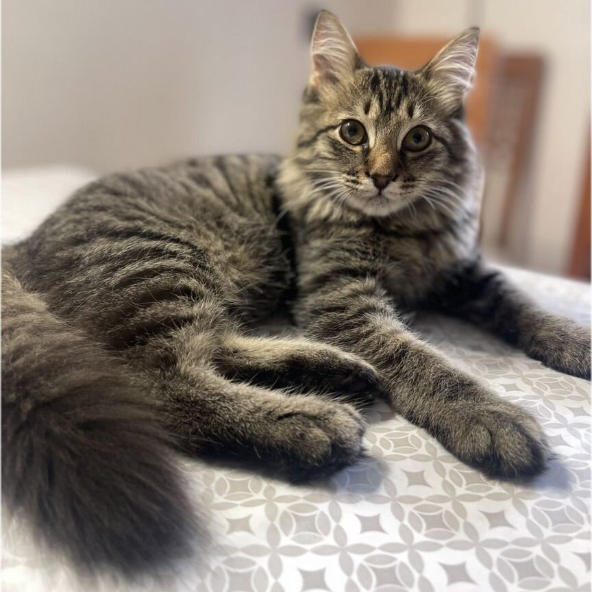 Котенок