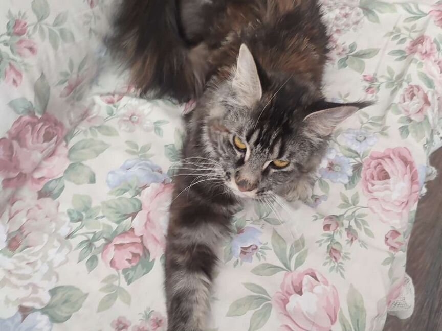 Котята (2 кота и 1 кошечка) мейн-кун