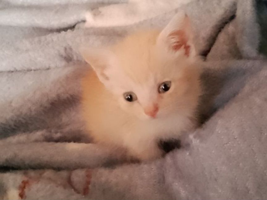 Котик