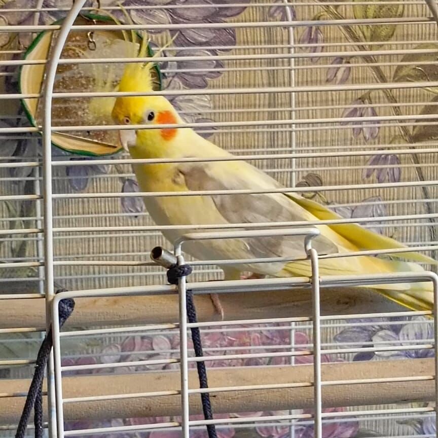 Попугай корелла с клеткой