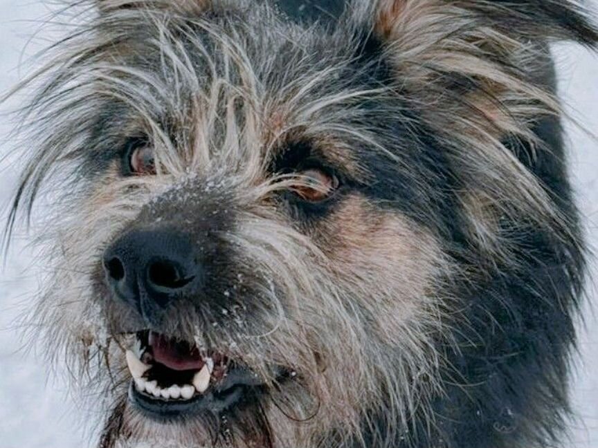 Ваше новогоднее Чудо