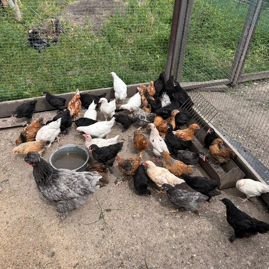 Куры молодки