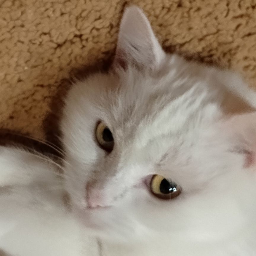 Взрослая кошка в добрые руки