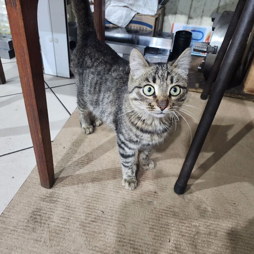 Мейн-кун котёнок