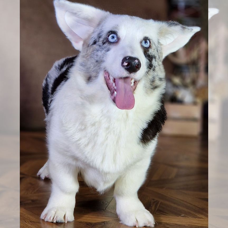 Вельш Корги Кардиган, щенок