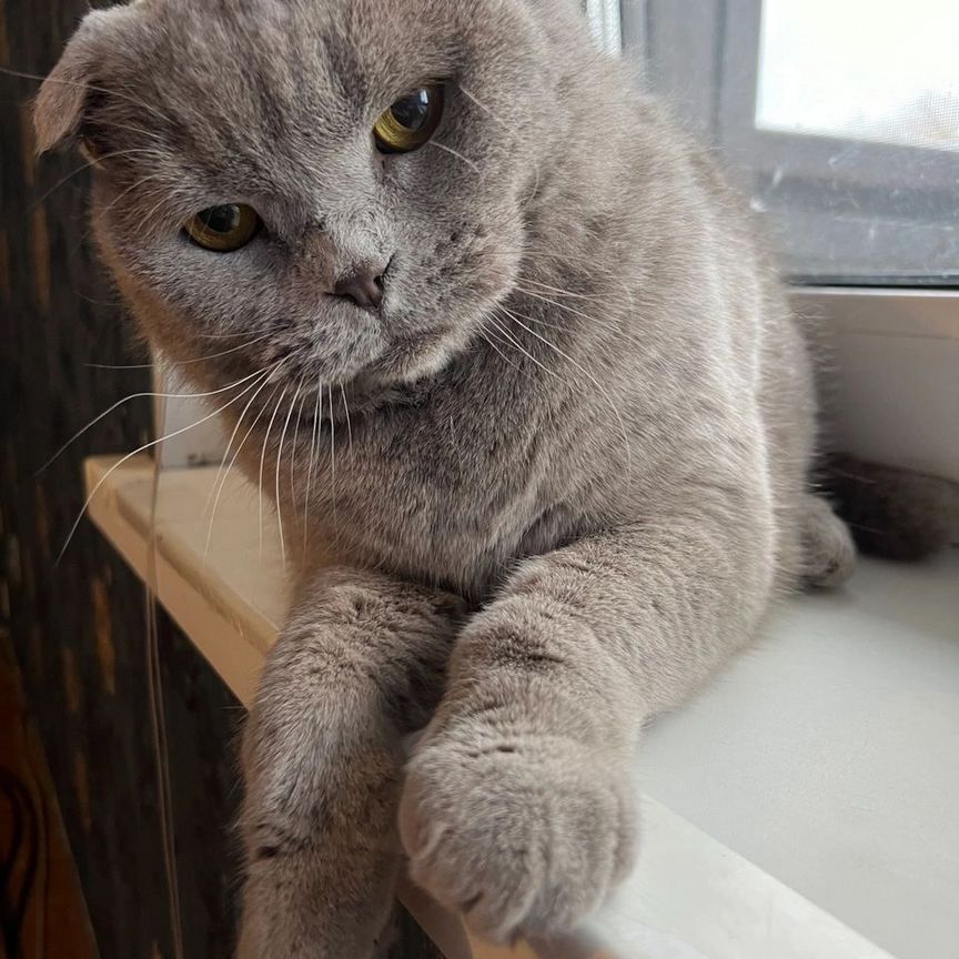 Британский вислоухий кот