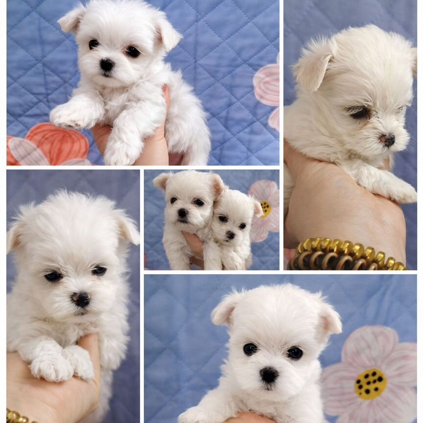 Мальтийская болонка, щенок