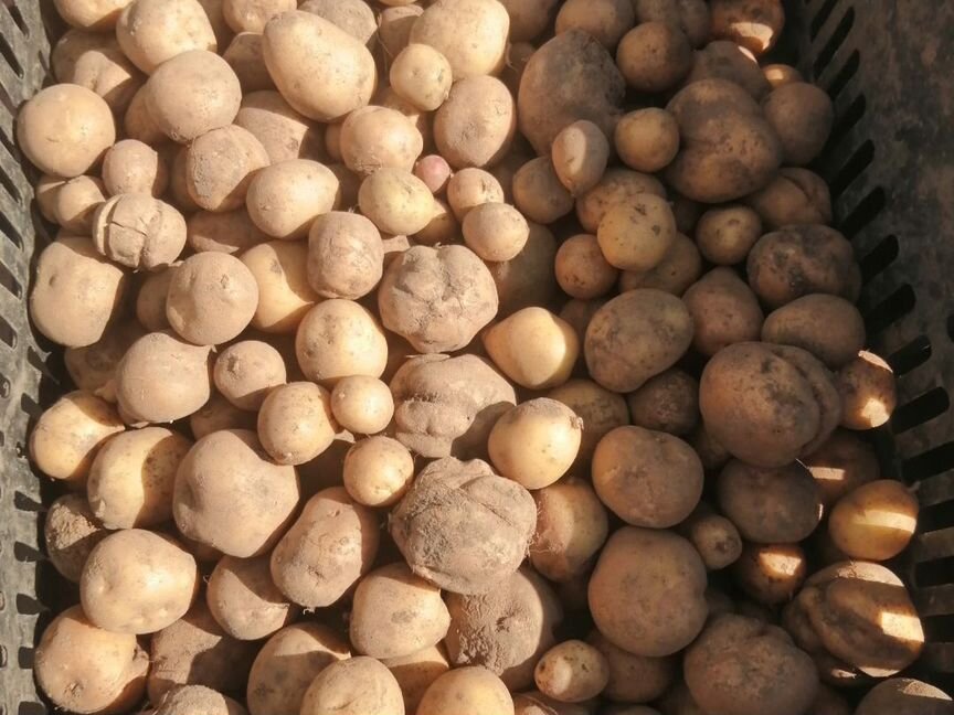 Картофель на корм скоту