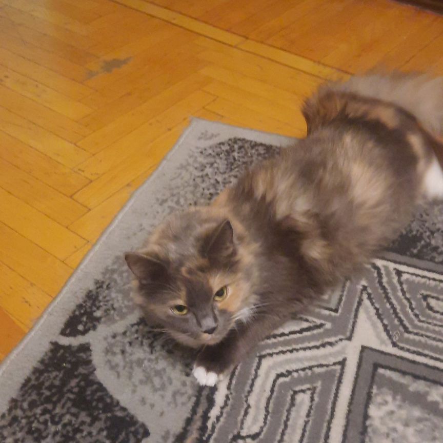 Кошка для случки