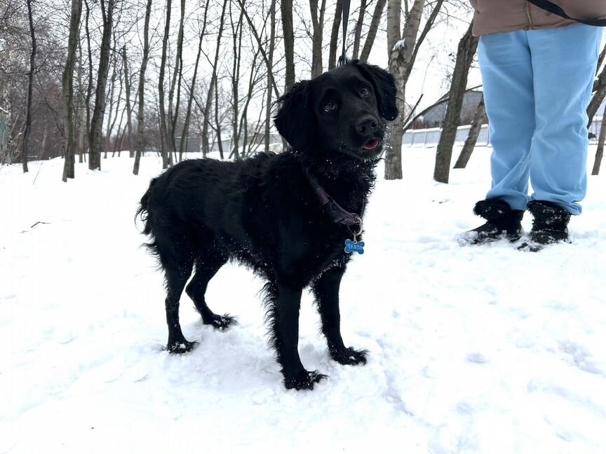 Кокер спаниель в добрые руки из приюта