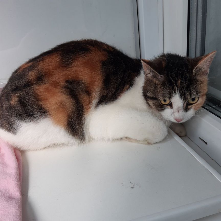 Кошки бесплатно