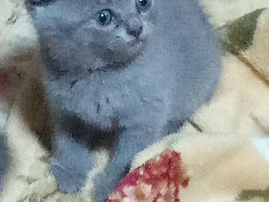 Котята от мамы британки и папы шотландца