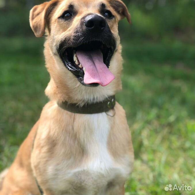 Собака Батлер ищет дом