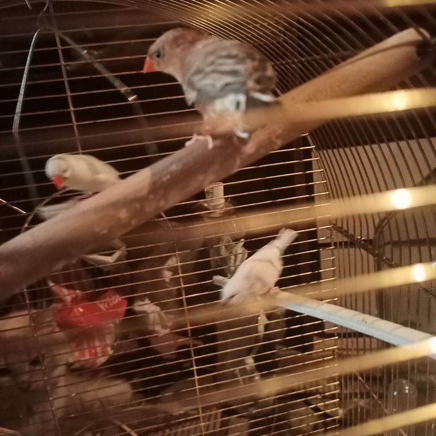 Амадины самки И самцы