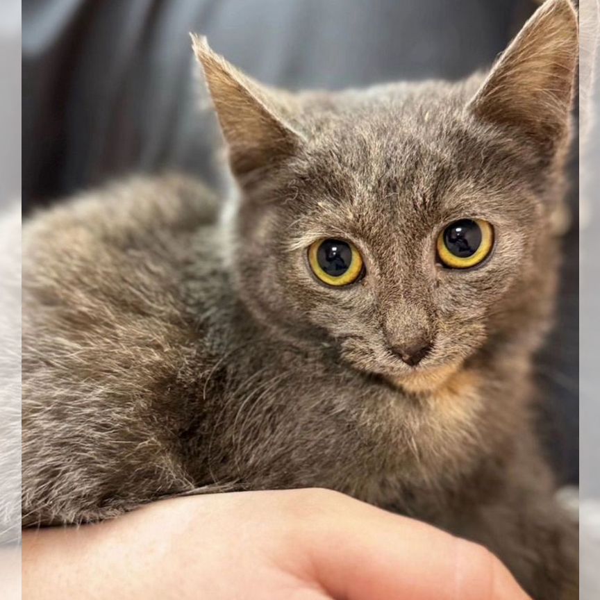 Серый котенок Майя