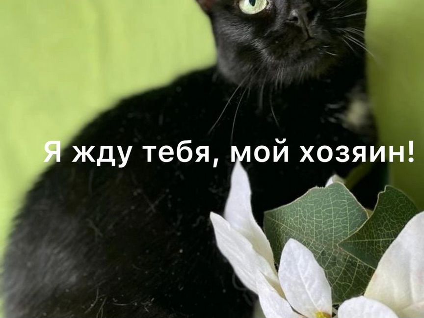 Кошки в добрые руки