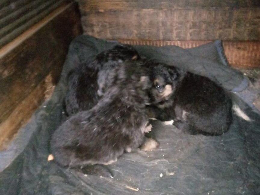 Щенки немецкой овчарки продам