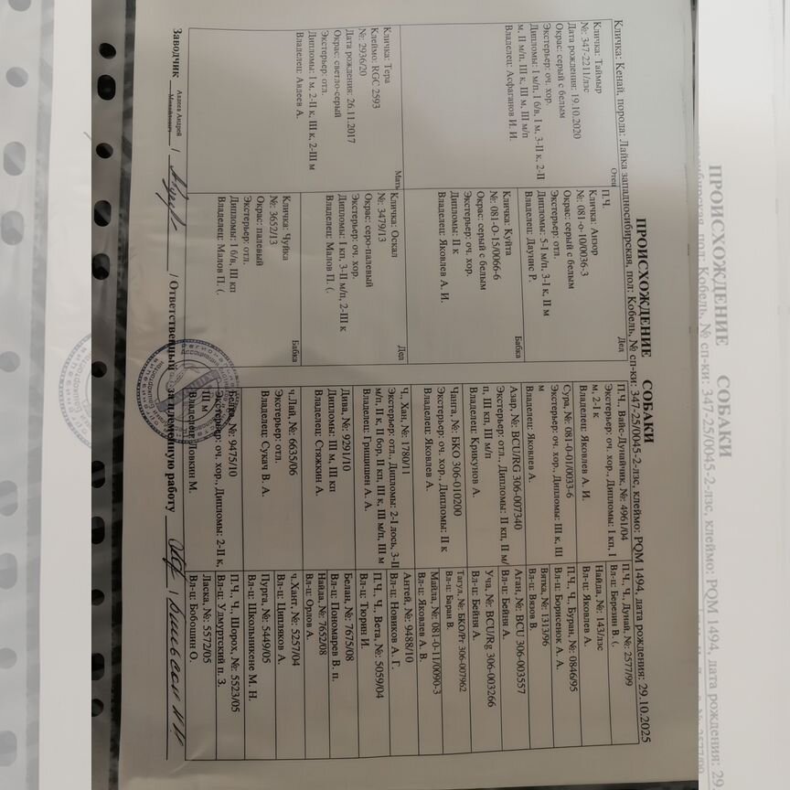 Западносибирская лайка, щенок