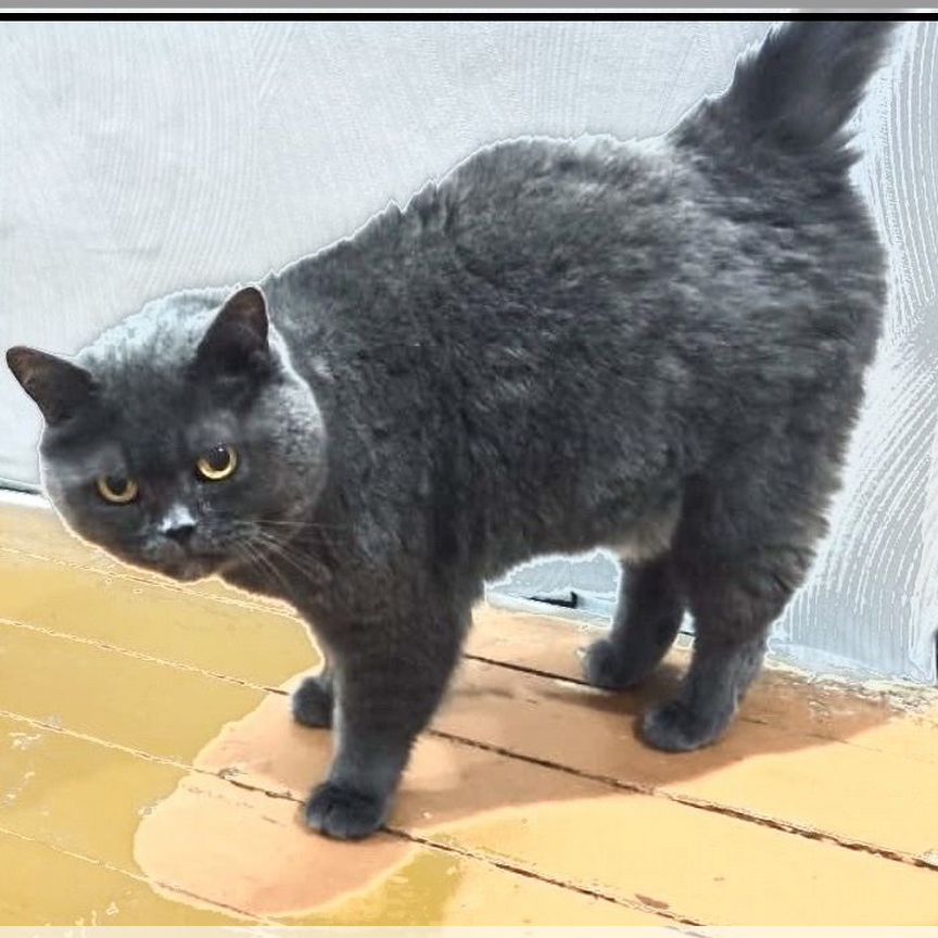 Взрослая, кошка в добрые руки