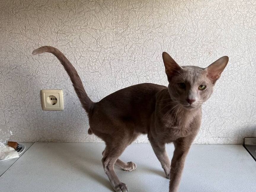 Продаю ориентала окрас фавн