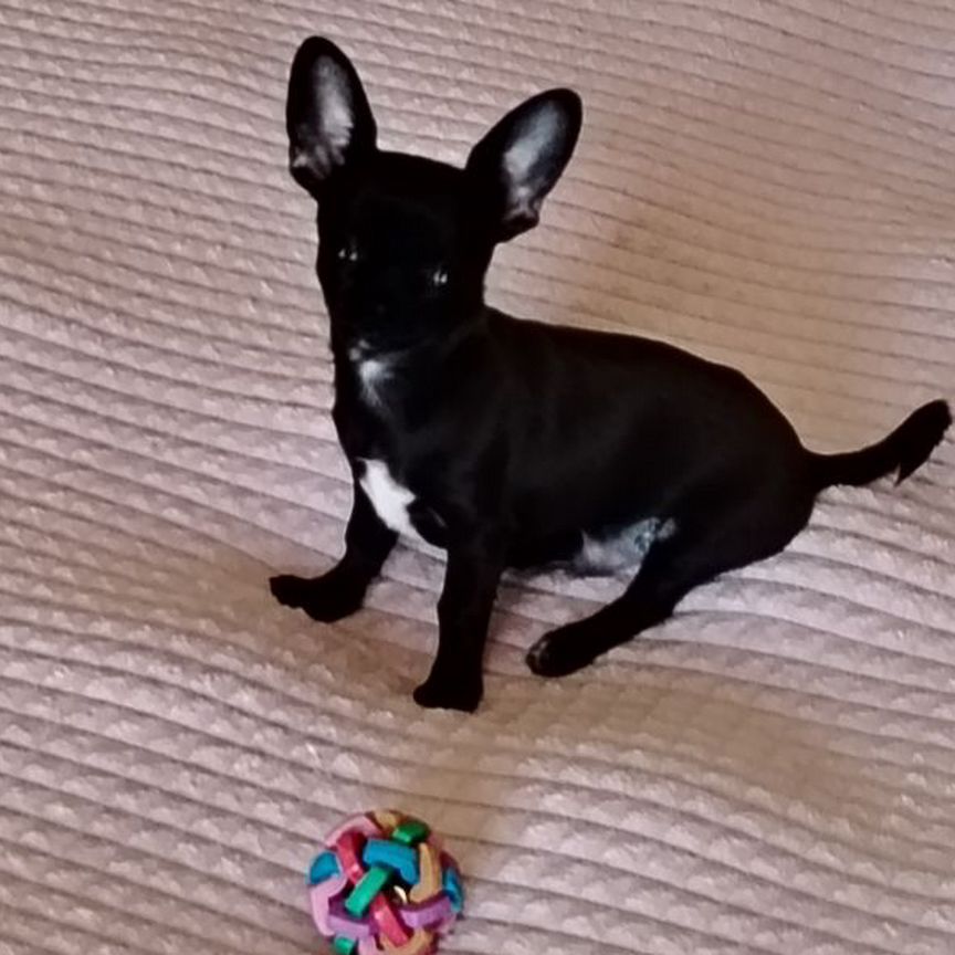 Чихуахуа, щенок