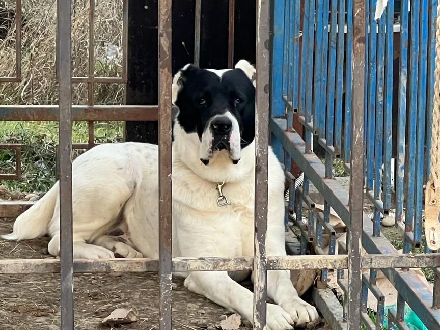 Вязка алабай