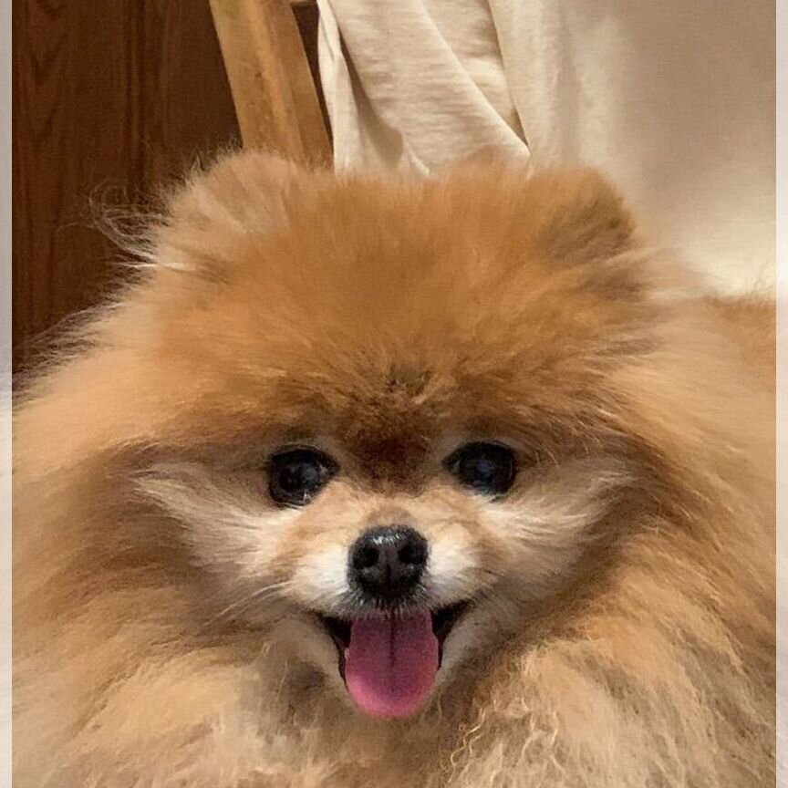 Померанский шпиц