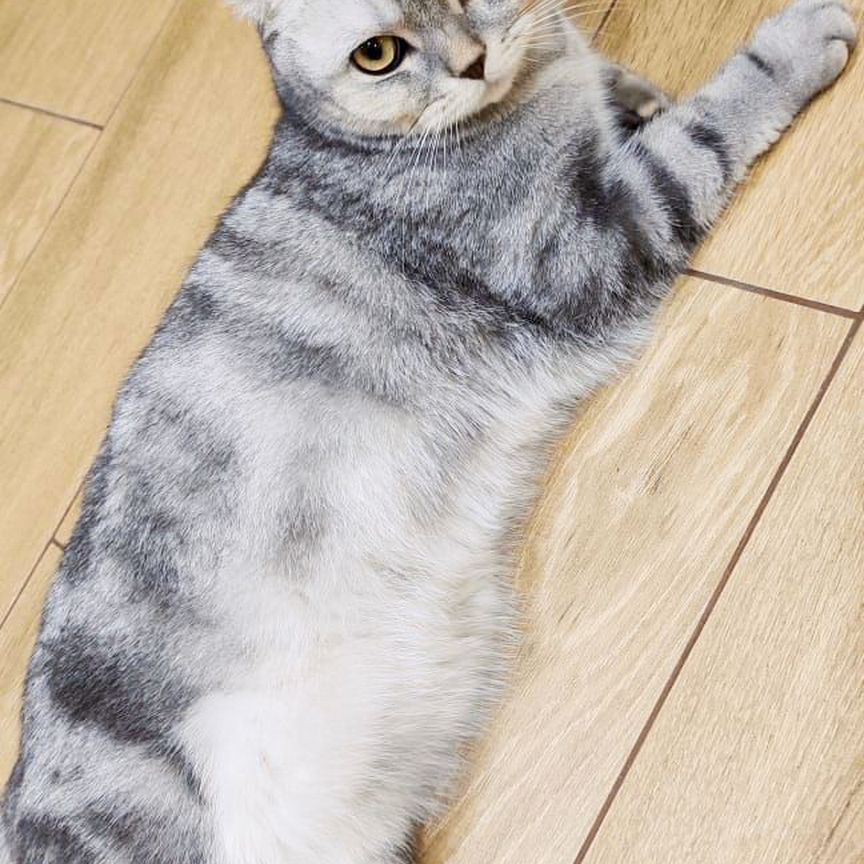 Шотландский кот прямоухий