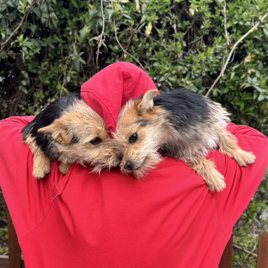 Щенок в добрые руки